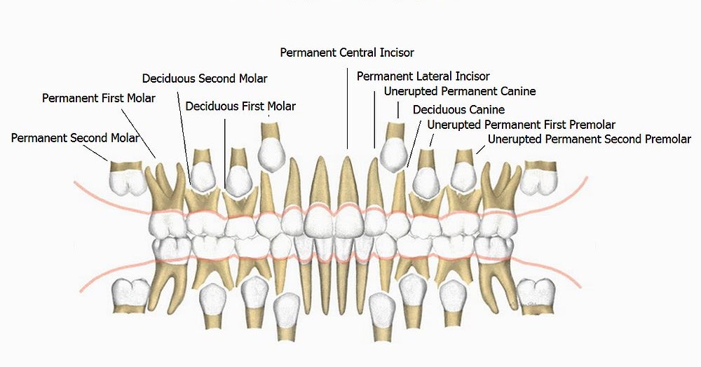 ORTHODONTIC : The Mixed Dentition Orthodontic Examination - odontobebe