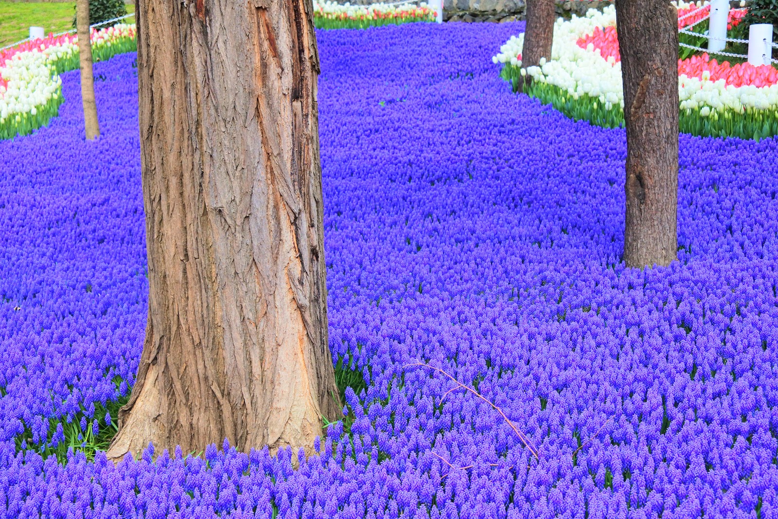 Jalan - jalan Turki 2016: Musim bunga di Istanbul ~ Alhamdulilah...di ...