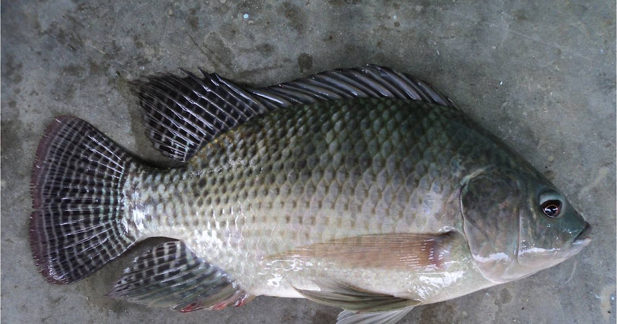 Zootecnia é 10: Tilápias