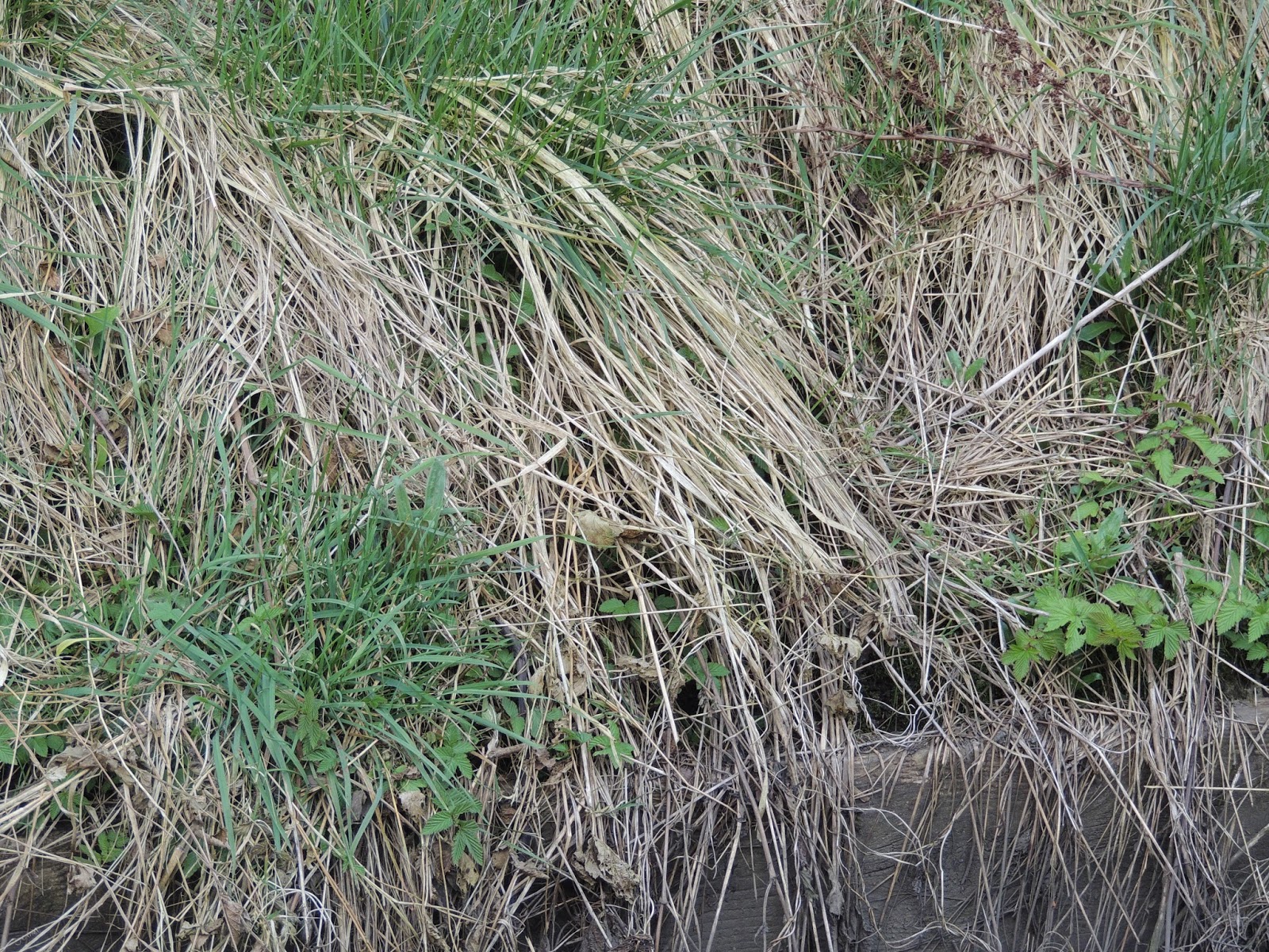 About a Brook: Burrows: Now With Voles