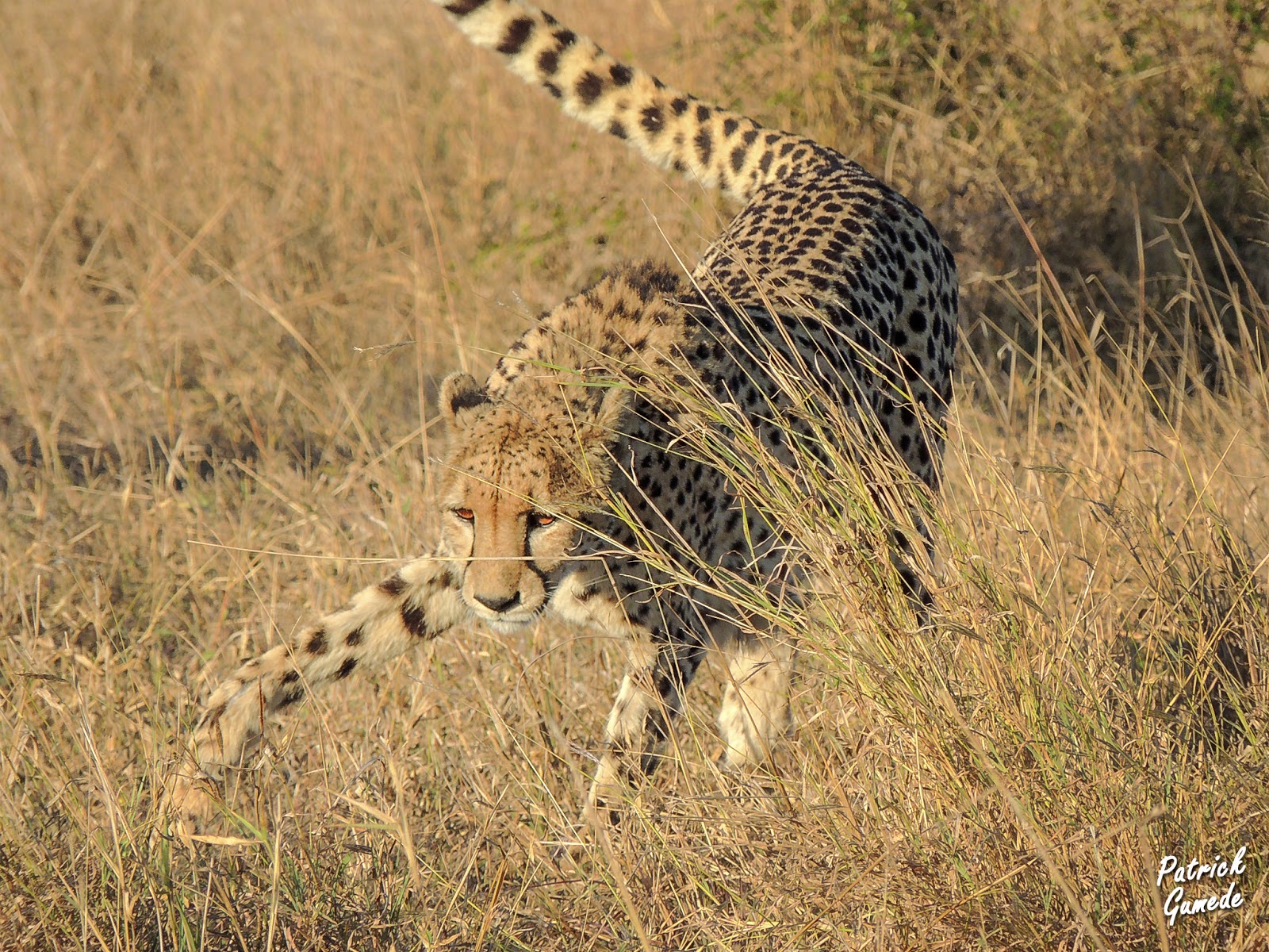 Tintswalo Ranger's Blog