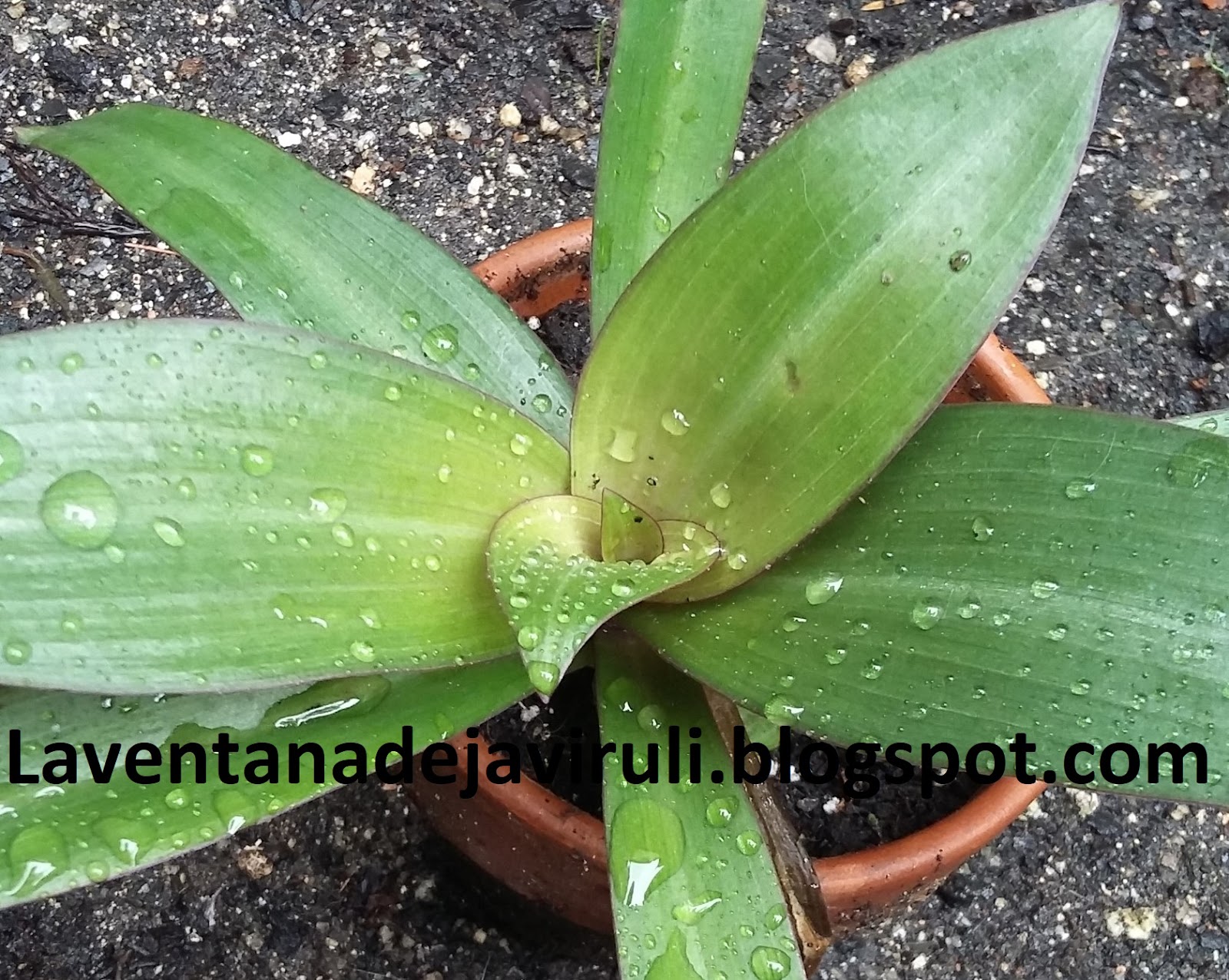 LA VENTANA DE JAVIRULI: PLANTAS DE INTERIOR (78): TRADESCANTIA ...