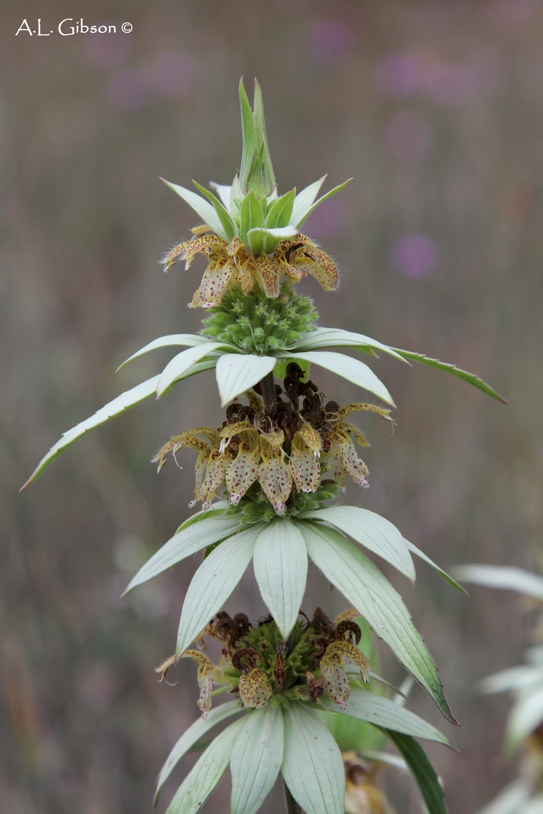 The Buckeye Botanist: Flora of the Sleeping Bear Dunes National Lakeshore