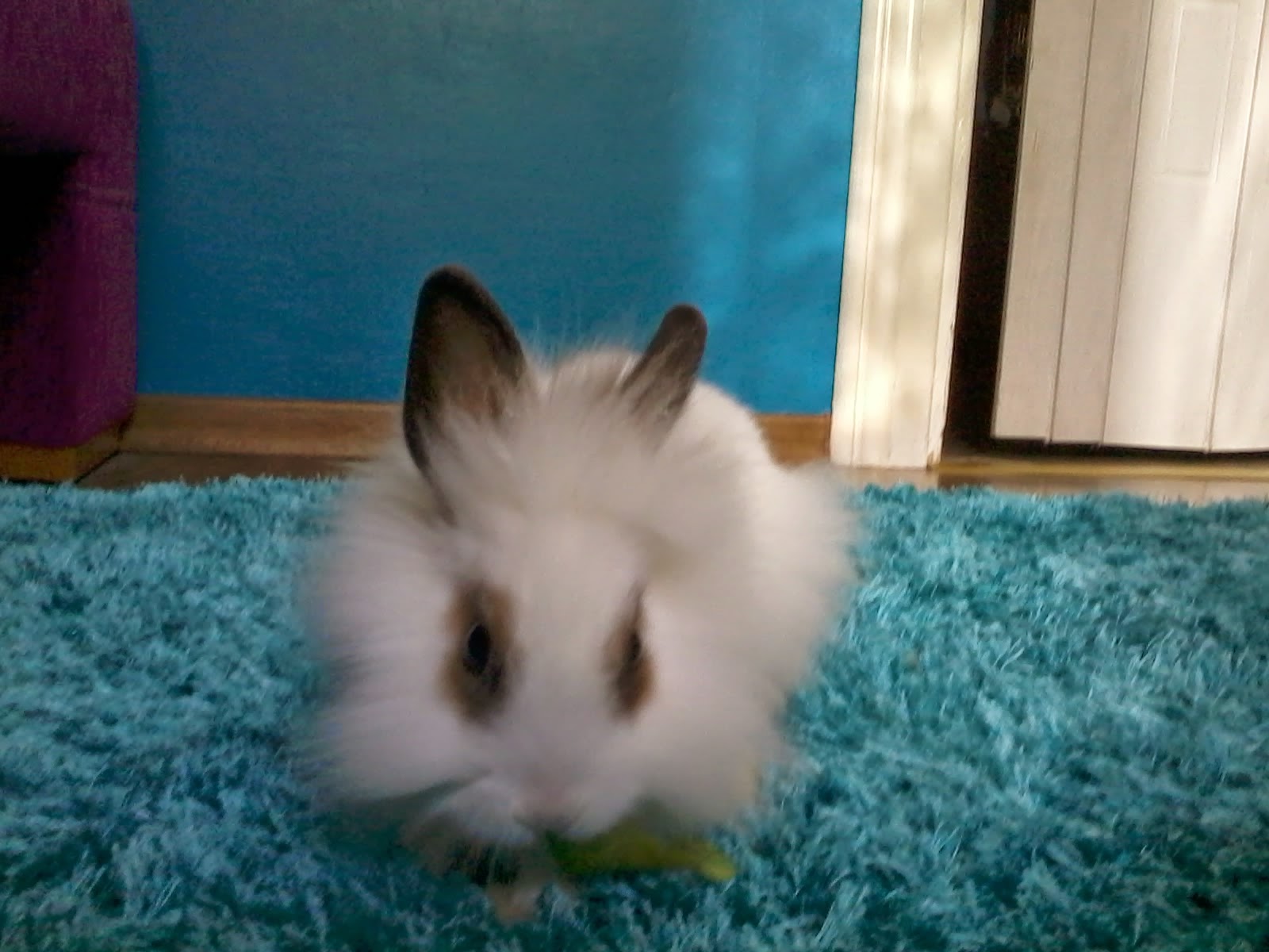 Tosia-królik miniaturka blog: Rasy królików miniaturek