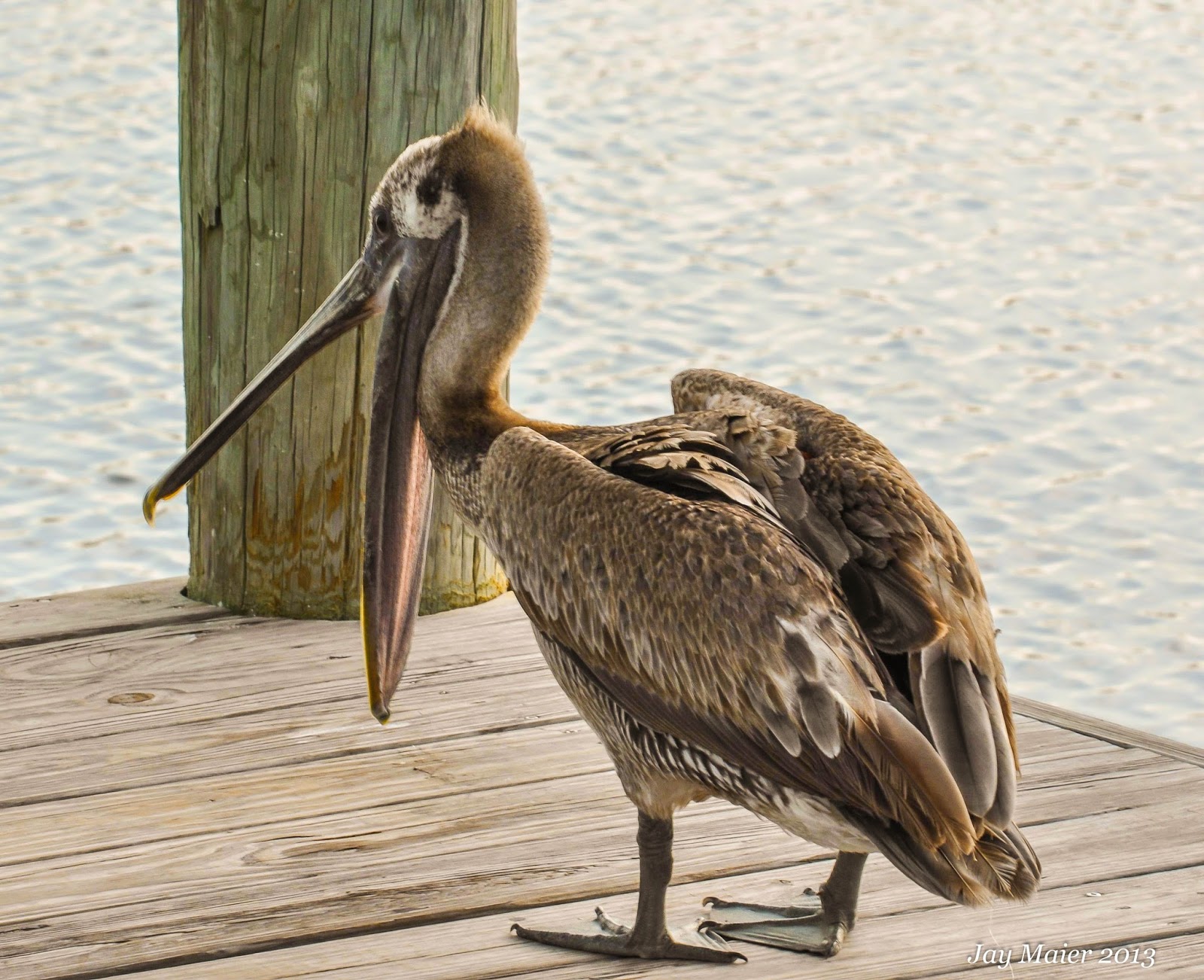 Simply Southern by Jay: Brown Pelican