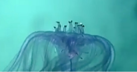 The Echinoblog: Okeanos Tropical Pacific Highlights: RARE and BRILLIANT ...