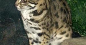 9 Jenis Spesies Kucing Indonesia | Berita Seputar Kucing