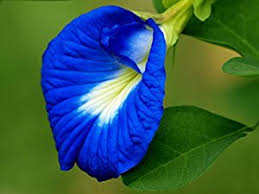 Butterfly pea