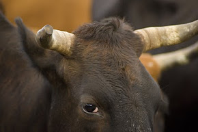 Rank: Bull Riding News: The Dr. Proctor Clones