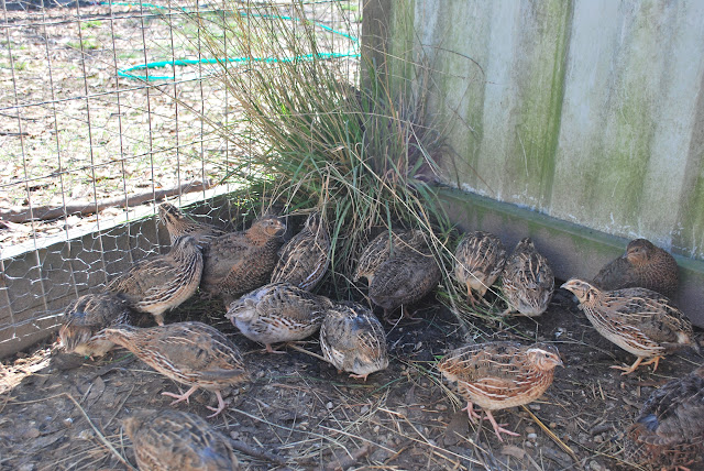 HighTail Farms: A quail in the bush...