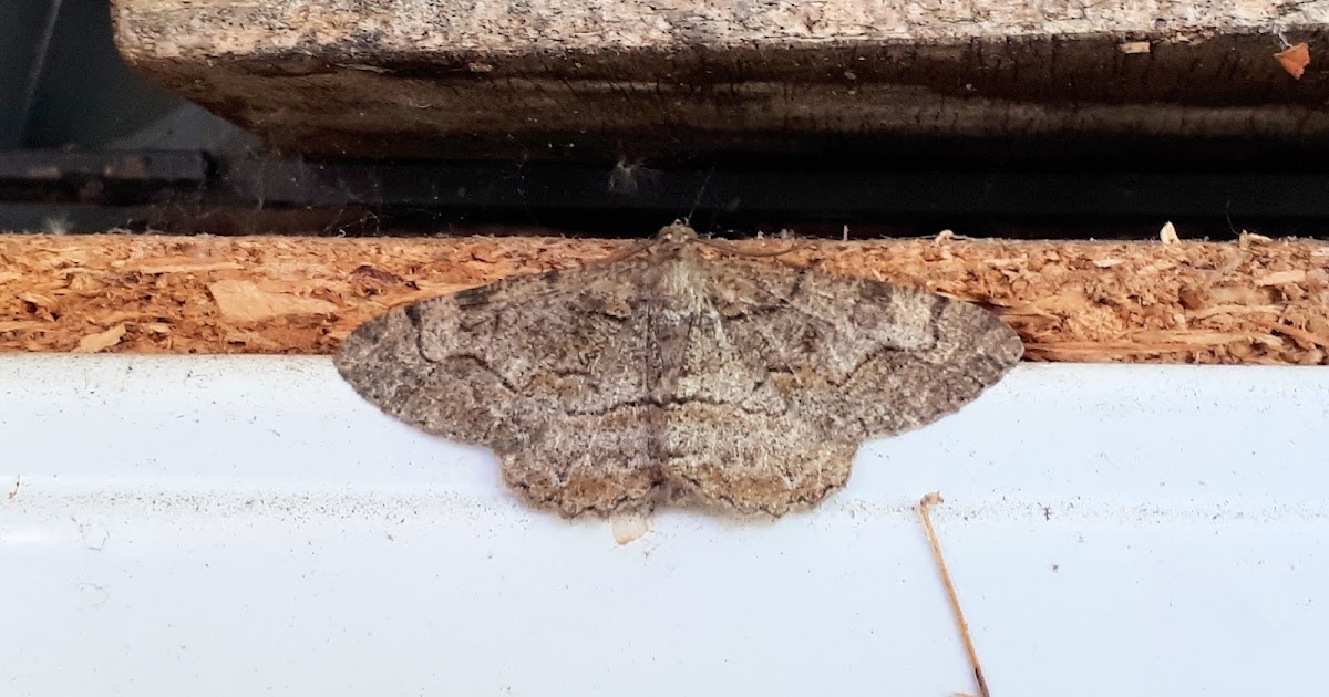 Cholsey Wildlife: Bats & Moths..........!