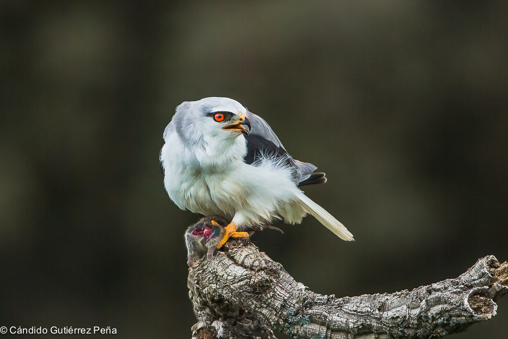 ELANIO AZUL - Elanus Caeruleus | Observatorio de la Naturaleza