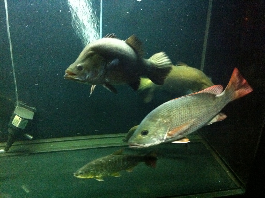 Mangrove Jack Si Kakap Penghuni Bakau - Nakama Aquatics