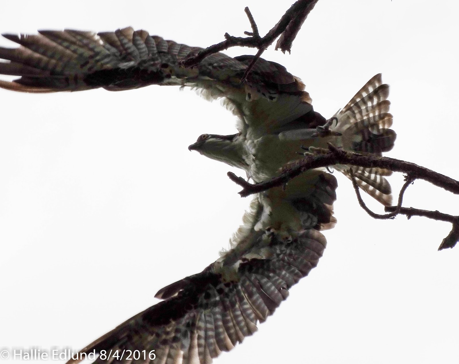 GENNY vs. HALLIE Big Year Challenge: Birds of Prey and the Boyd Hill ...