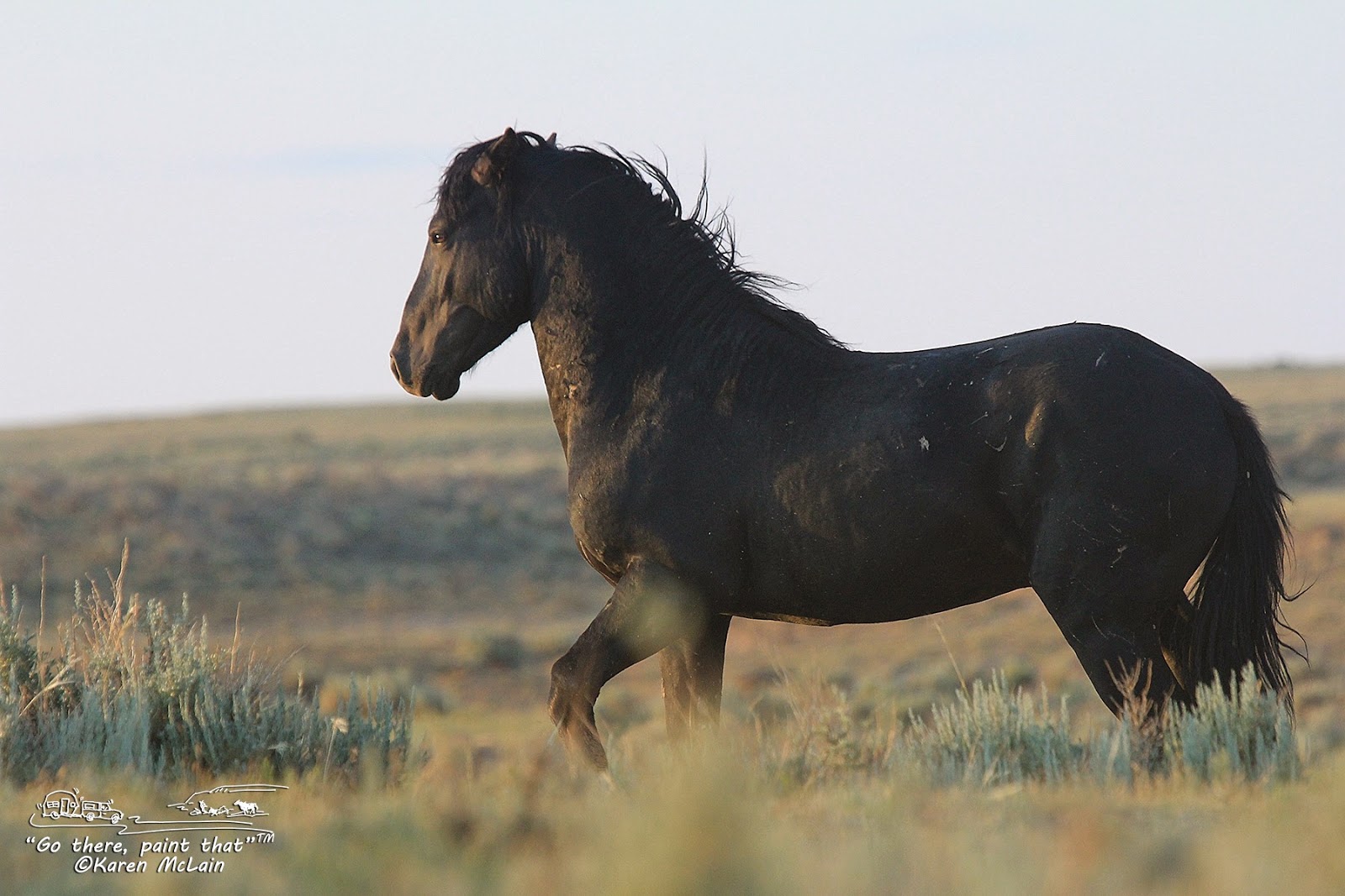 Equus ferus- Wild Horse Photography®: The Cream Dilution Gene