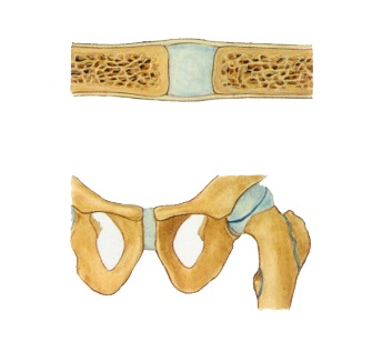 Tipos de articulaciones [Anatomía] ~ Optifutura