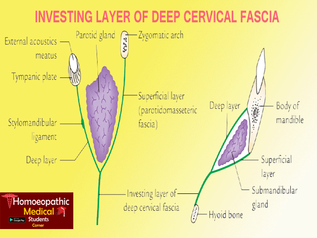 TOPIC- DEEP CERVICAL FASCIA