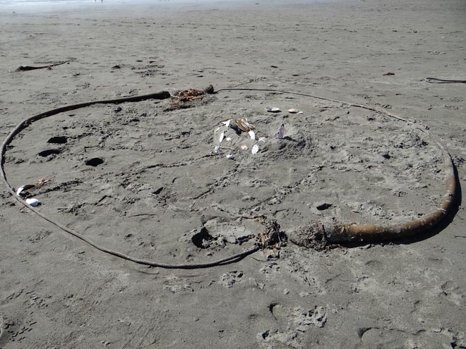 Reflections From the Fence: THE Trip, THE Encore' :: Clam Beach, near ...