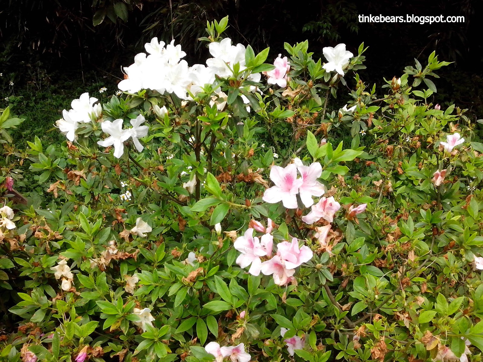 Tinkebears Pictures Flowers And Plants At Yang Ming Shan Taiwan 2013 台灣陽明山花卉