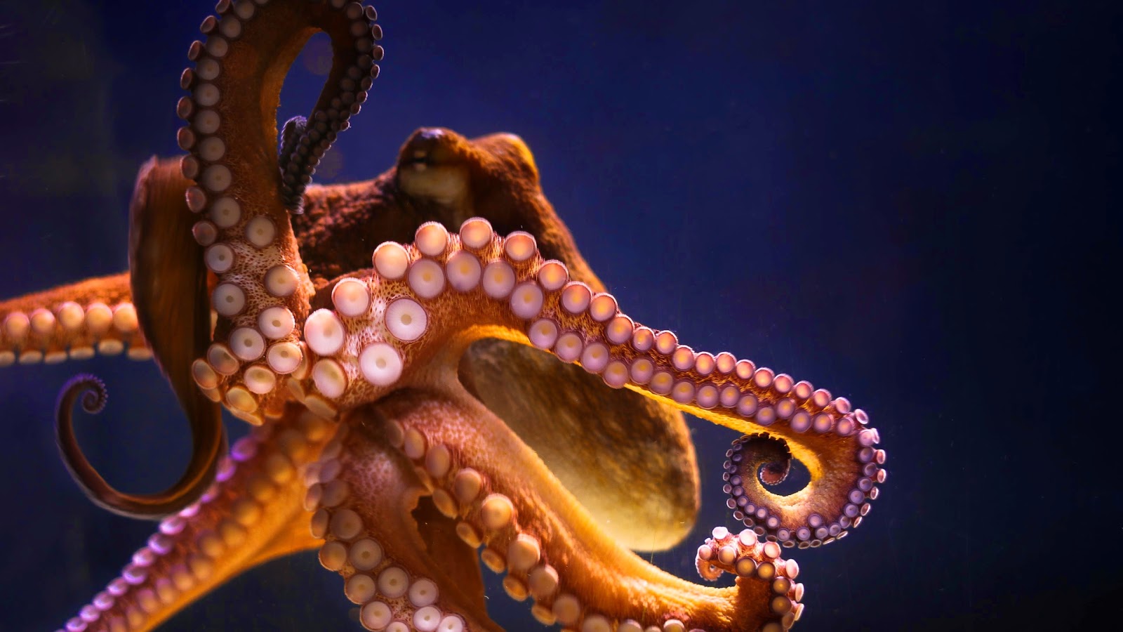 Octopus - HD Wallpapers | Earth Blog