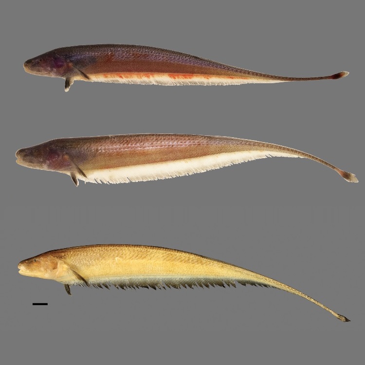 Species New to Science: [Ichthyology • 2018] Melanosternarchus amaru ...