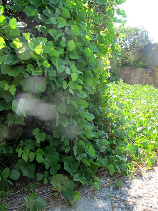 FLORA NEL SALENTO e.. anche altrove: Pueraria lobata (Willd.) Ohwi ...