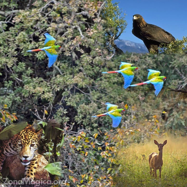 La vida en Colima : Colima