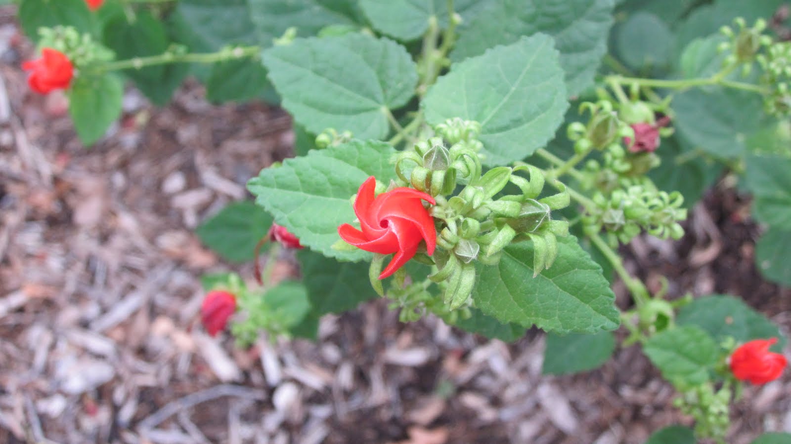 Lisa Bonassin's Garden: What's Blooming Now - Turk's Cap 09/17/2011