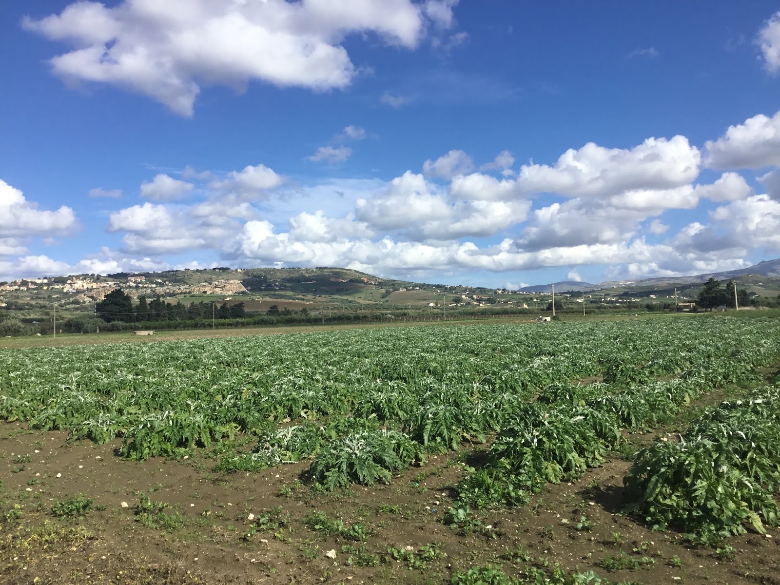 Trapani, una falce sul mare: Risorse e ricchezze economiche