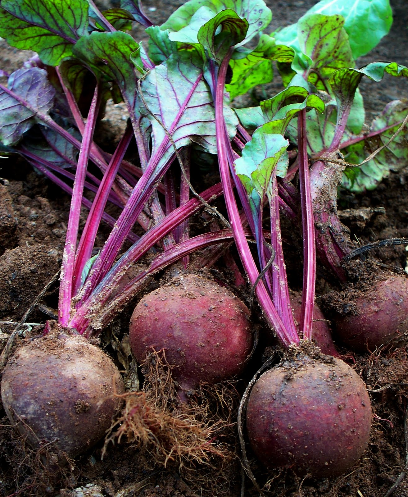 Charlotte Supper Club