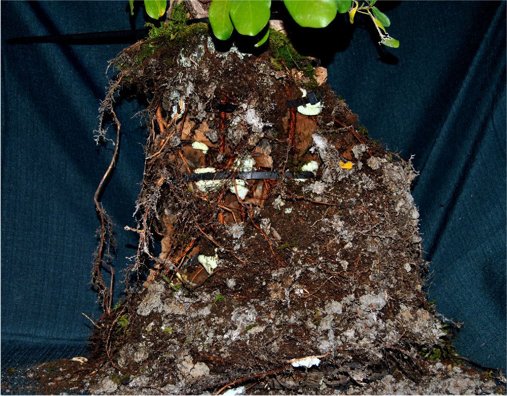 LENNARD'S BONSAI BEGINNINGS.: Experimental root over rock/root clinging ...