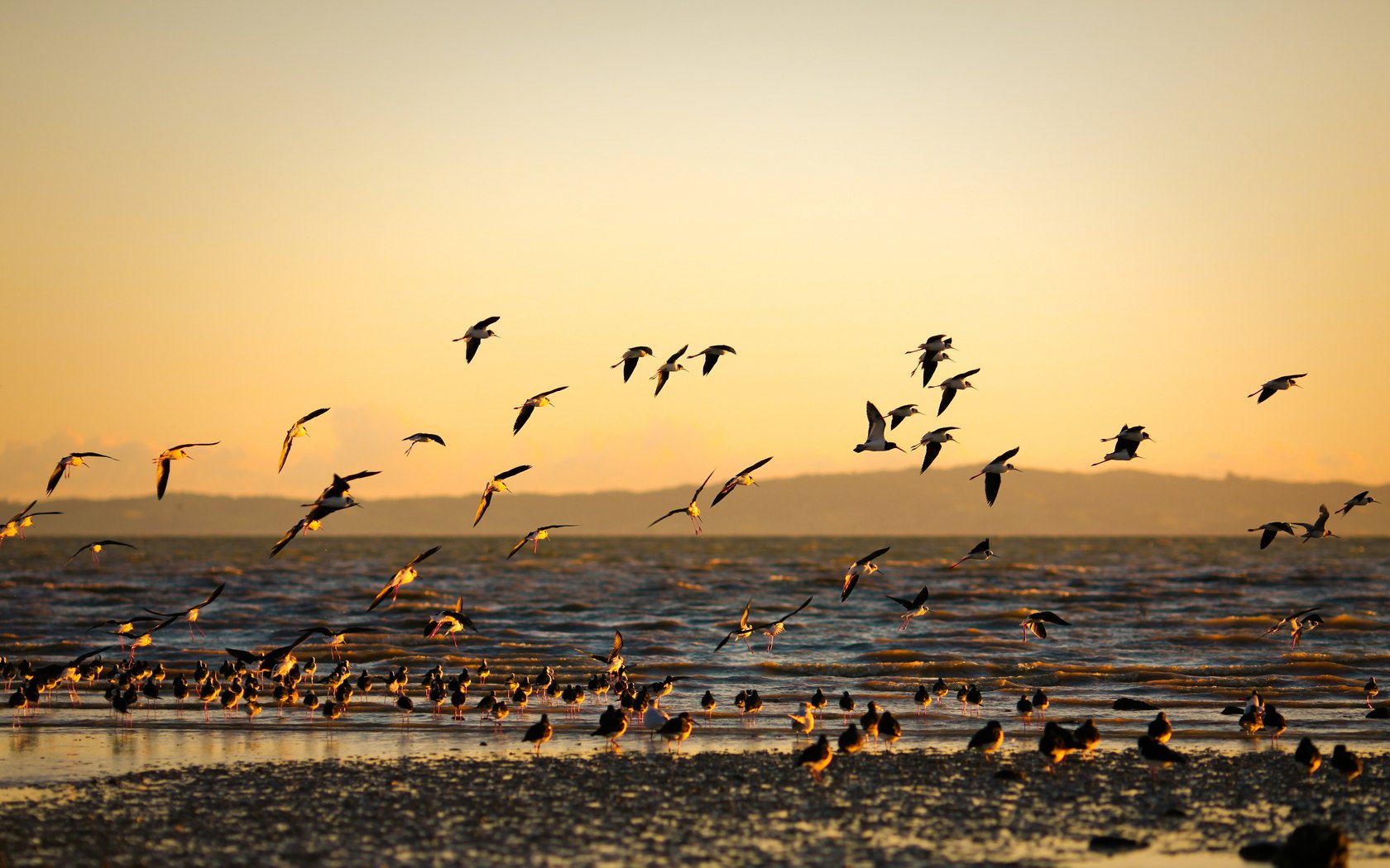 Birds on Beach Wallpaper