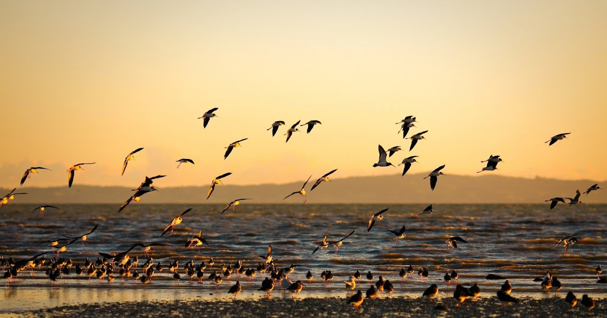 Birds on Beach Wallpaper