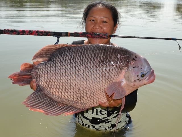Big Fishes of the World: GIANT GOURAMI (Osphronemus goramy)