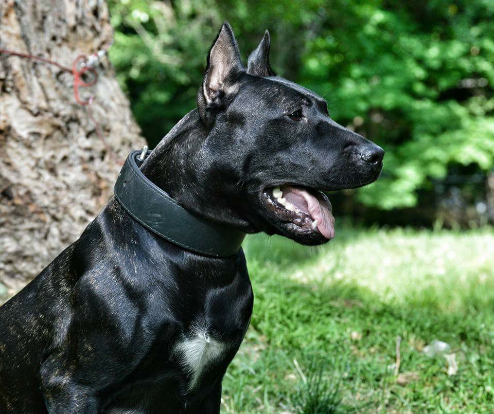 Blog Interessante: Donovan Pinscher- a raça de guarda do momento!