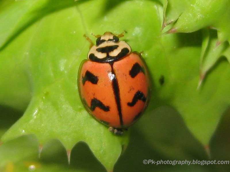 Six-spotted Zigzag Ladybird | Nature, Cultural, and Travel Photography Blog