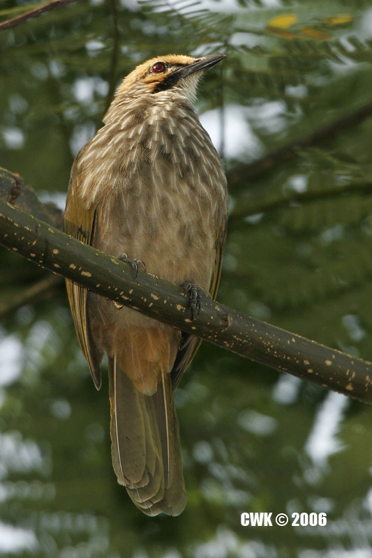 Burung Cucak Rawa - Straw-headed Bulbul (Pycnonotus zeylanicus) - Ryan ...