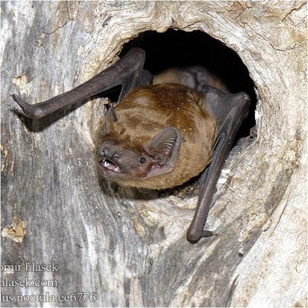 Árboles Monumentales de Murcia y Cuenca del Segura: Tudmiria: Fauna ...