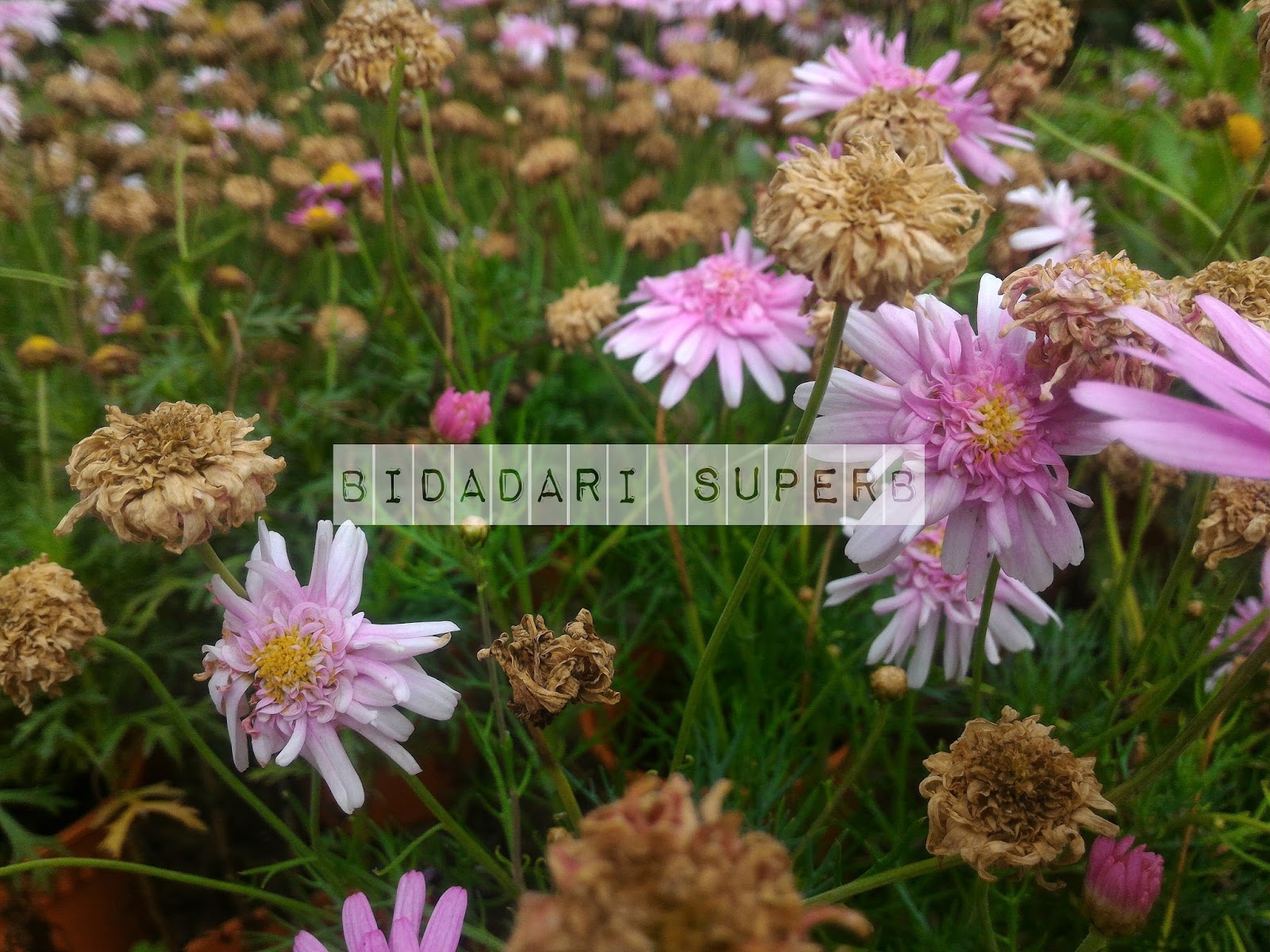 Kesegaran Bunga di Cameron Highland.