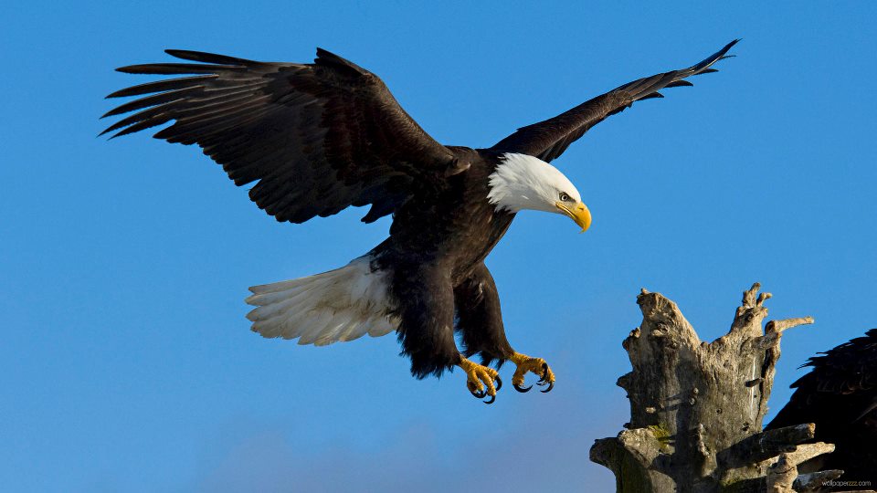 Elok_Rikza: Transformasi Elang : Mitos atau Fakta?