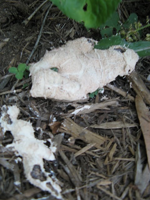 Dinky Do: Dog Vomit and Worse, White Flies