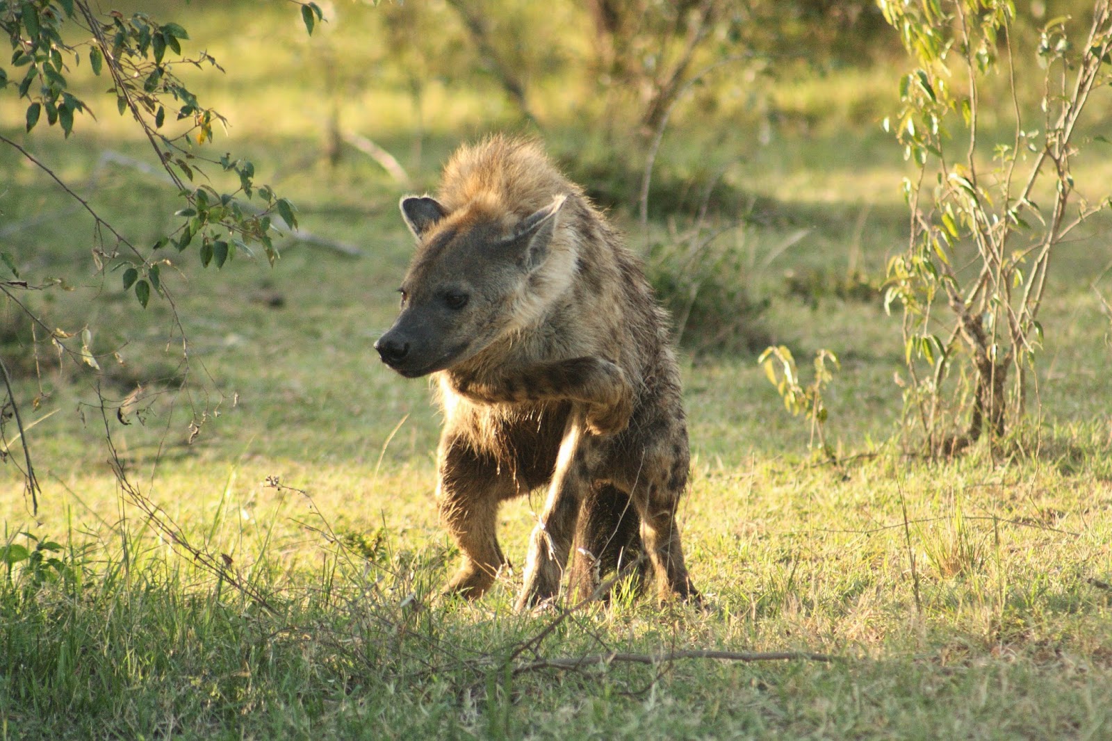 Notes From Kenya: MSU Hyena Research: A Dating Guide for Male Hyenas
