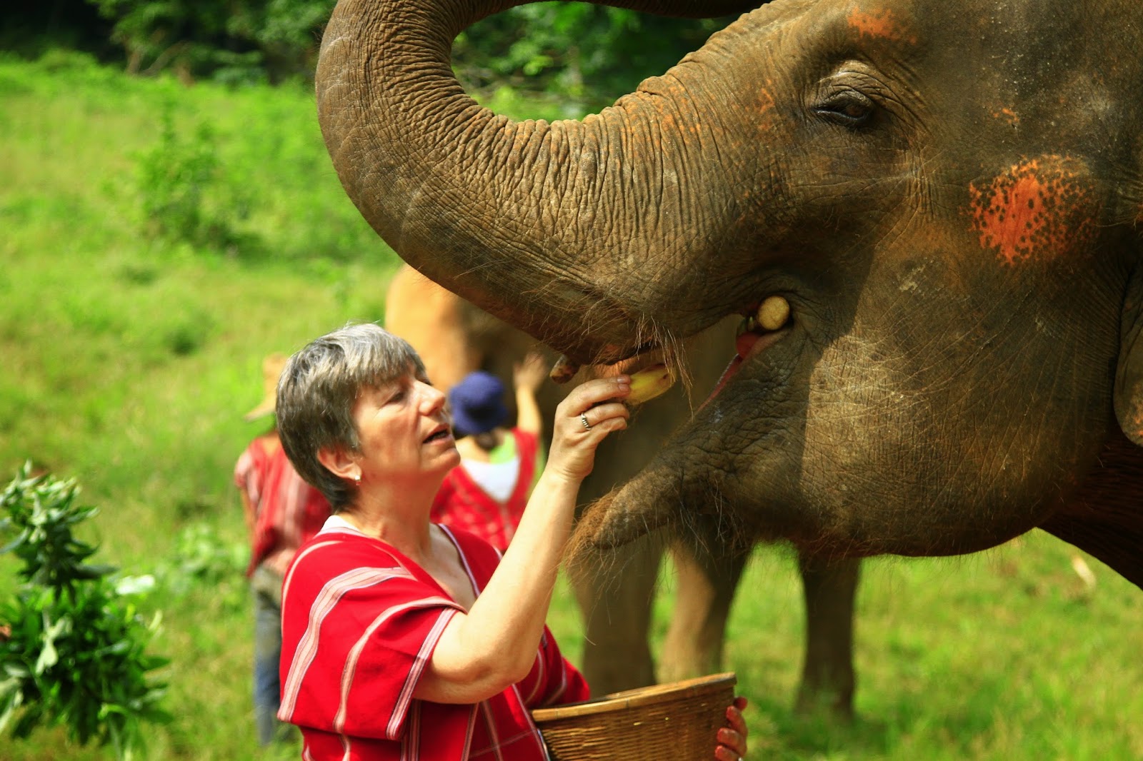 Chiangmai : INCURSION EN PACHYDERMIE...