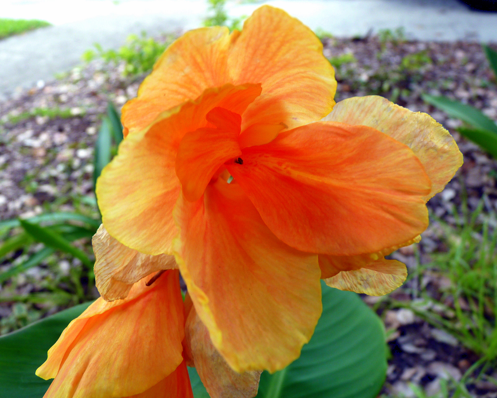 My Florida Backyard: Orange in Bloom