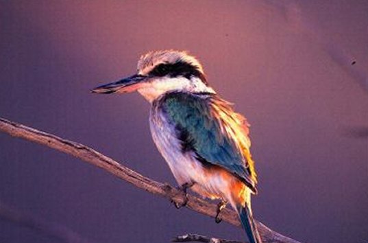 Rare Animals Blog, Protect Rare Animals: The Colourful And Lovely ...