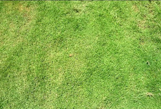 Cara Membuat Taman Rumput di Rumah - Ketikanku