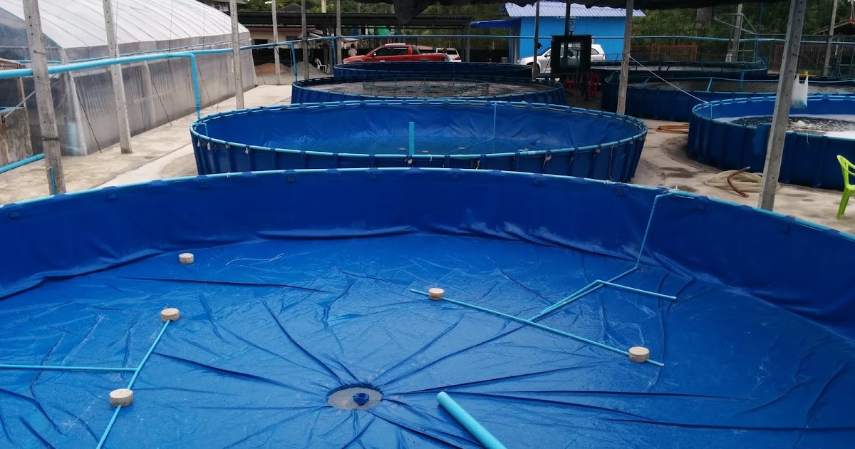 Aquaculture multiuse foldable tanks: Shrimp hatchery and grow-out tanks