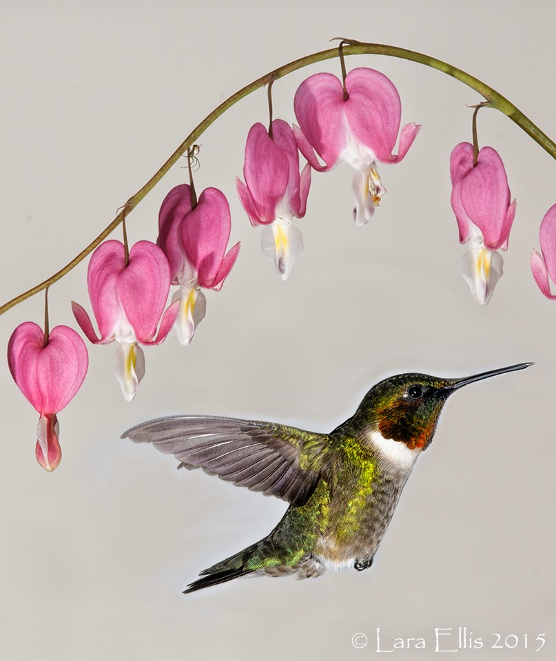 A Nature Photographer's Journey: It's Not Just Luck Hummingbird ...