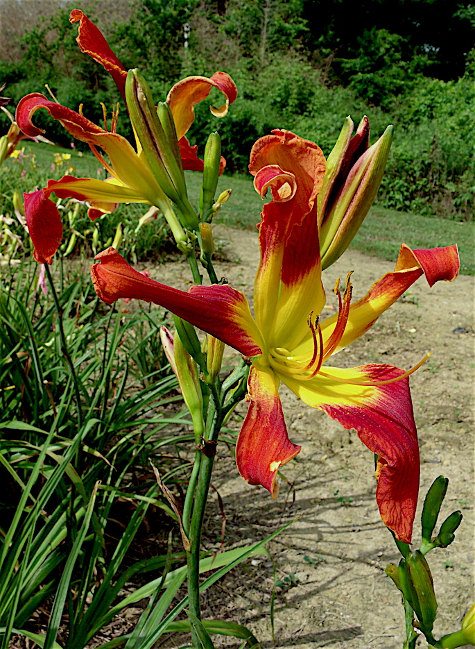 Daylily BReeder Blog: Wookie Goddess
