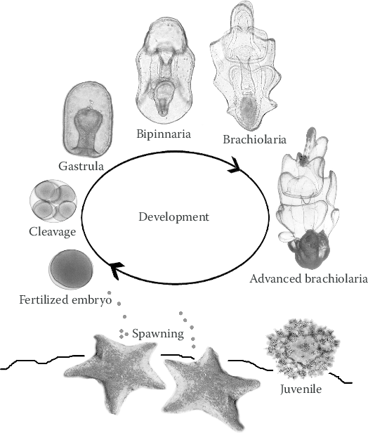 Ciencias de Joseleg: 14 REPRODUCCIÓN Y CICLO DE VIDA DE LOS EQUINODERMOS